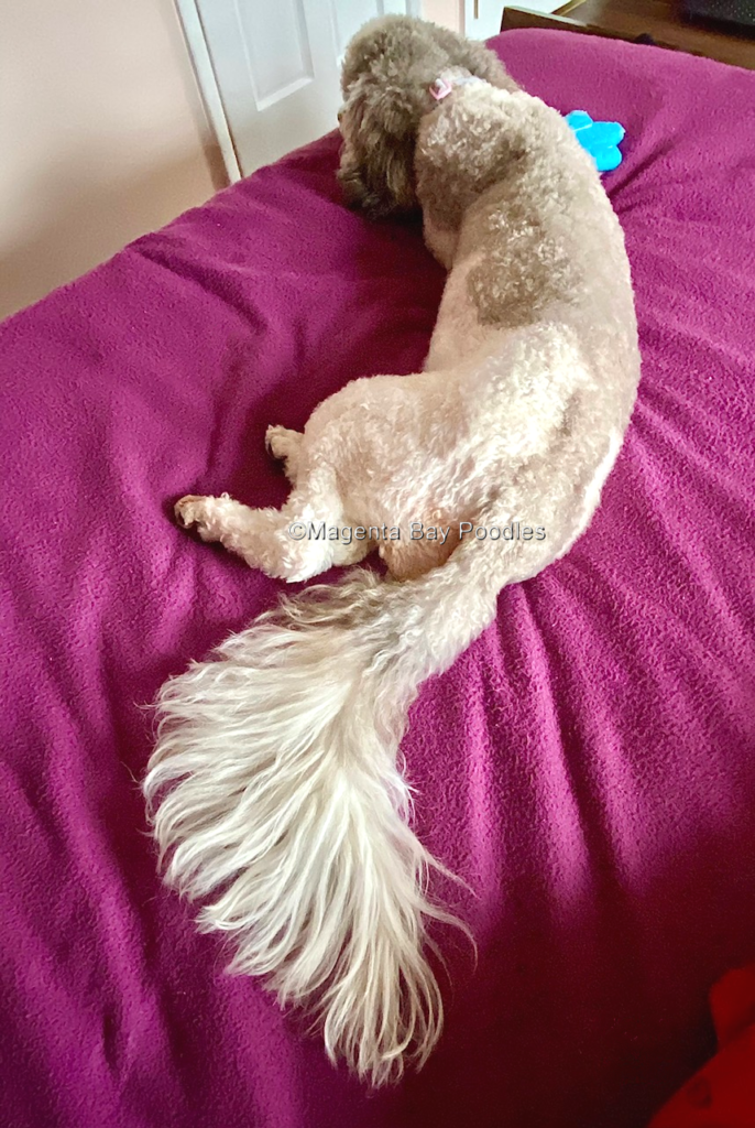 Looking for poodle breeders who don't dock tails? You've found one