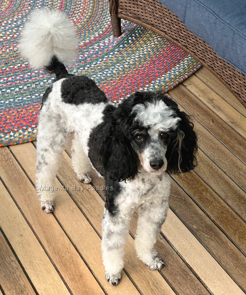 Tri-color Moyen Poodle • Blackjack
